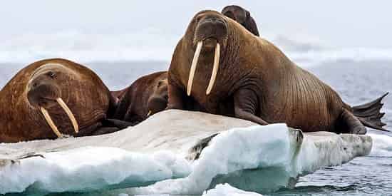 Scientists need your help counting walruses from space - NewsGater